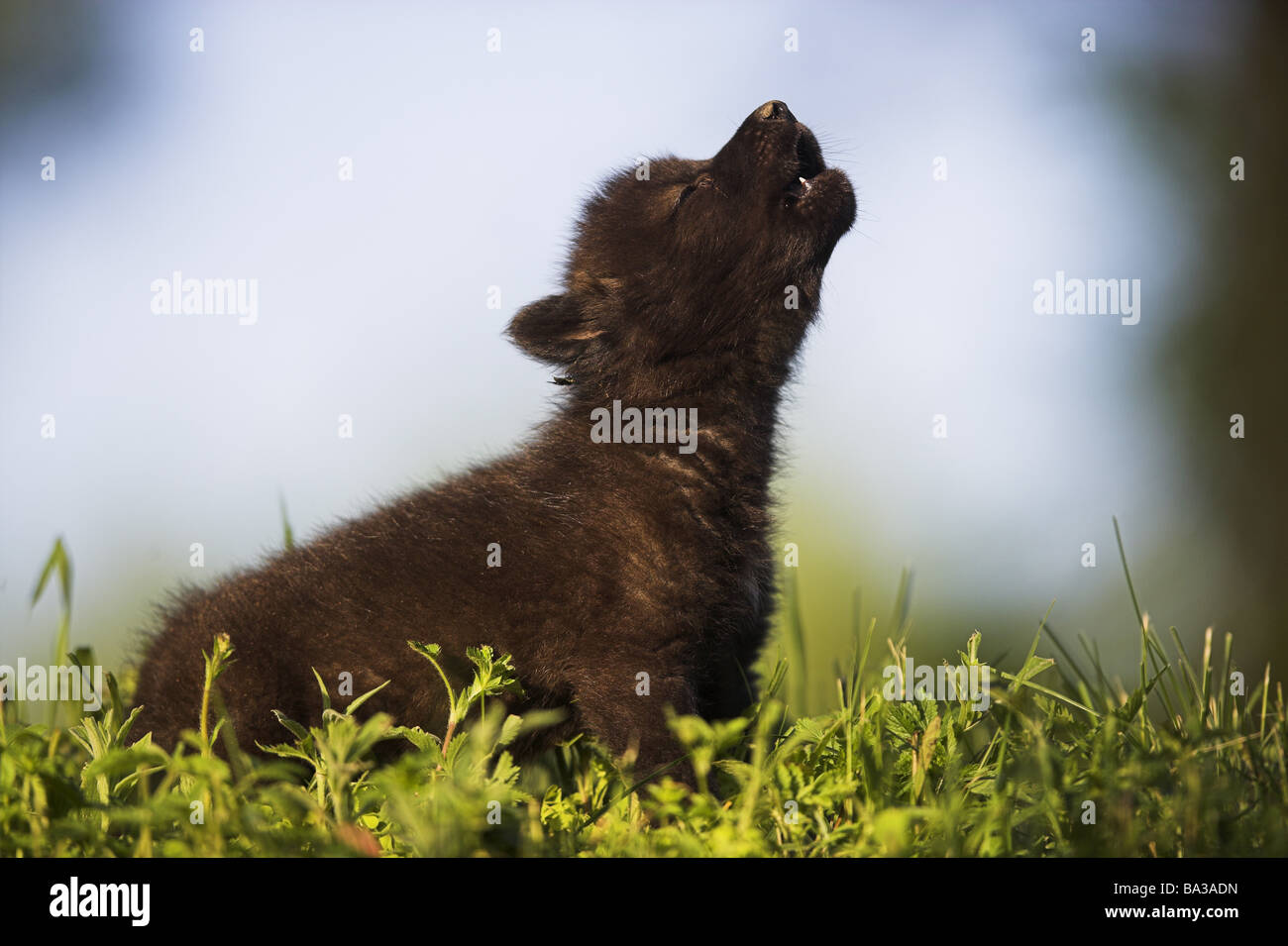 Crying wolf hi-res stock photography and images - Alamy