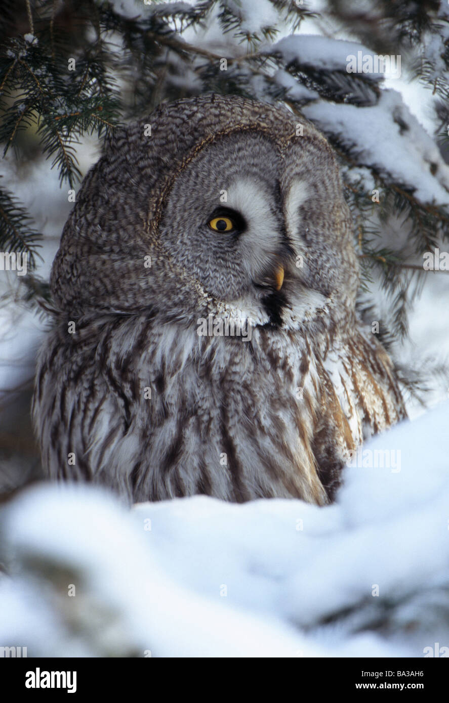 Bart codger hi-res stock photography and images - Alamy