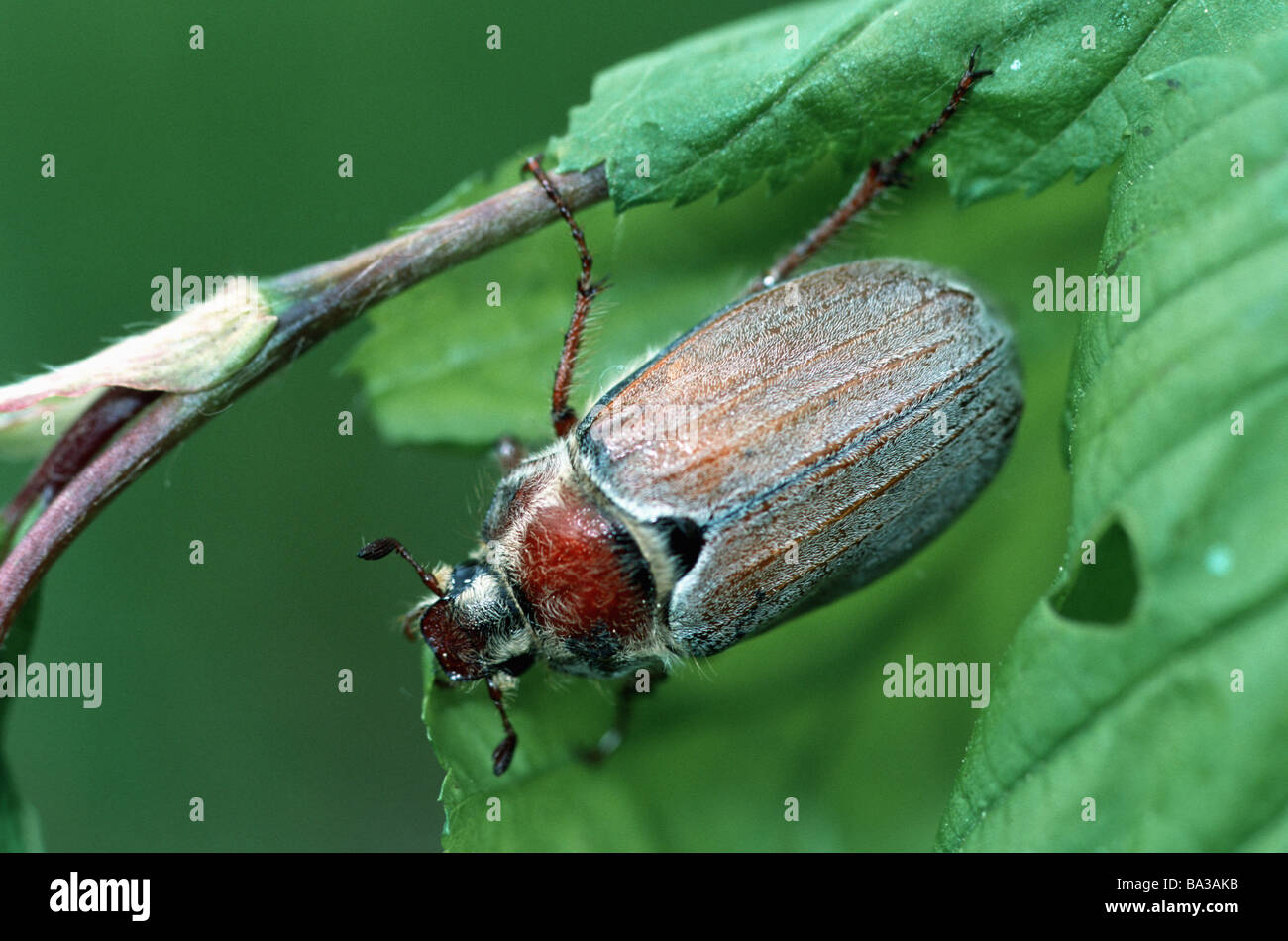 Horn leaves hi-res stock photography and images - Alamy