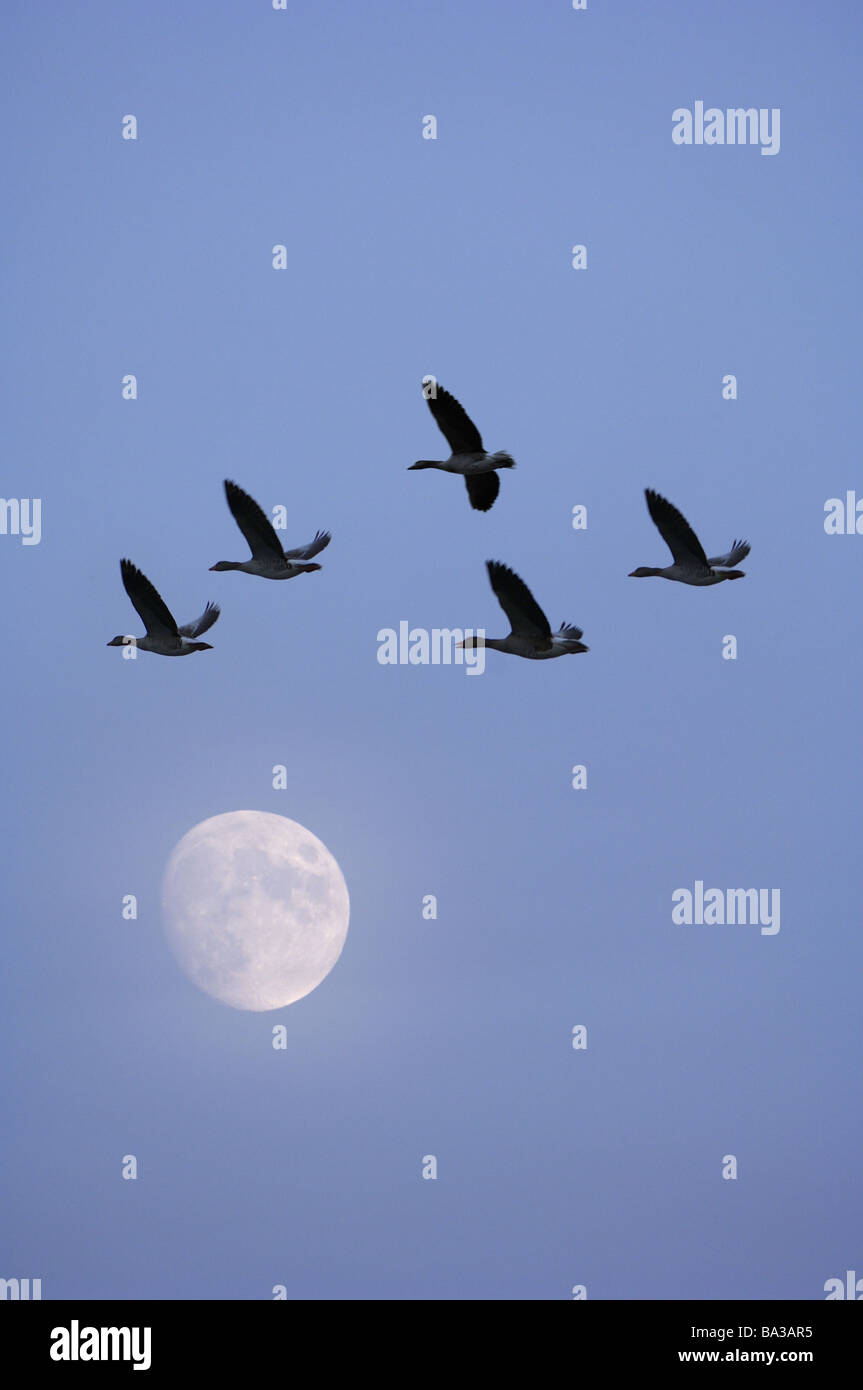 Full moon m animals hi-res stock photography and images - Alamy
