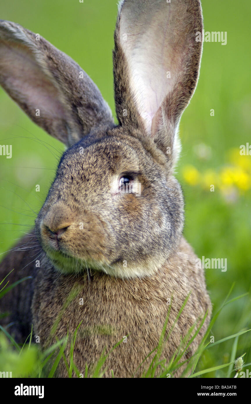 Overhear hi-res stock photography and images - Alamy