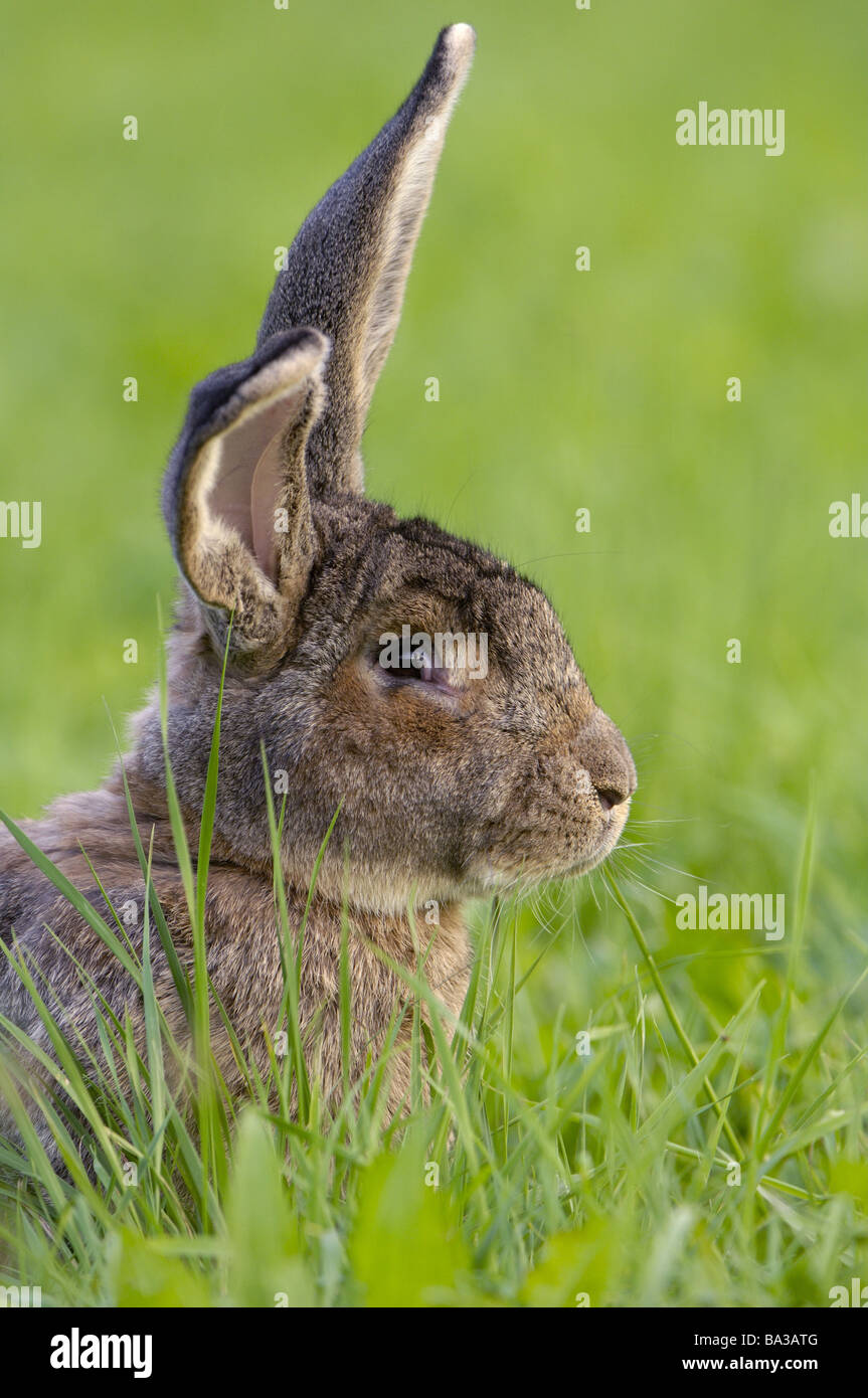 Gigantic rabbit hi-res stock photography and images - Alamy