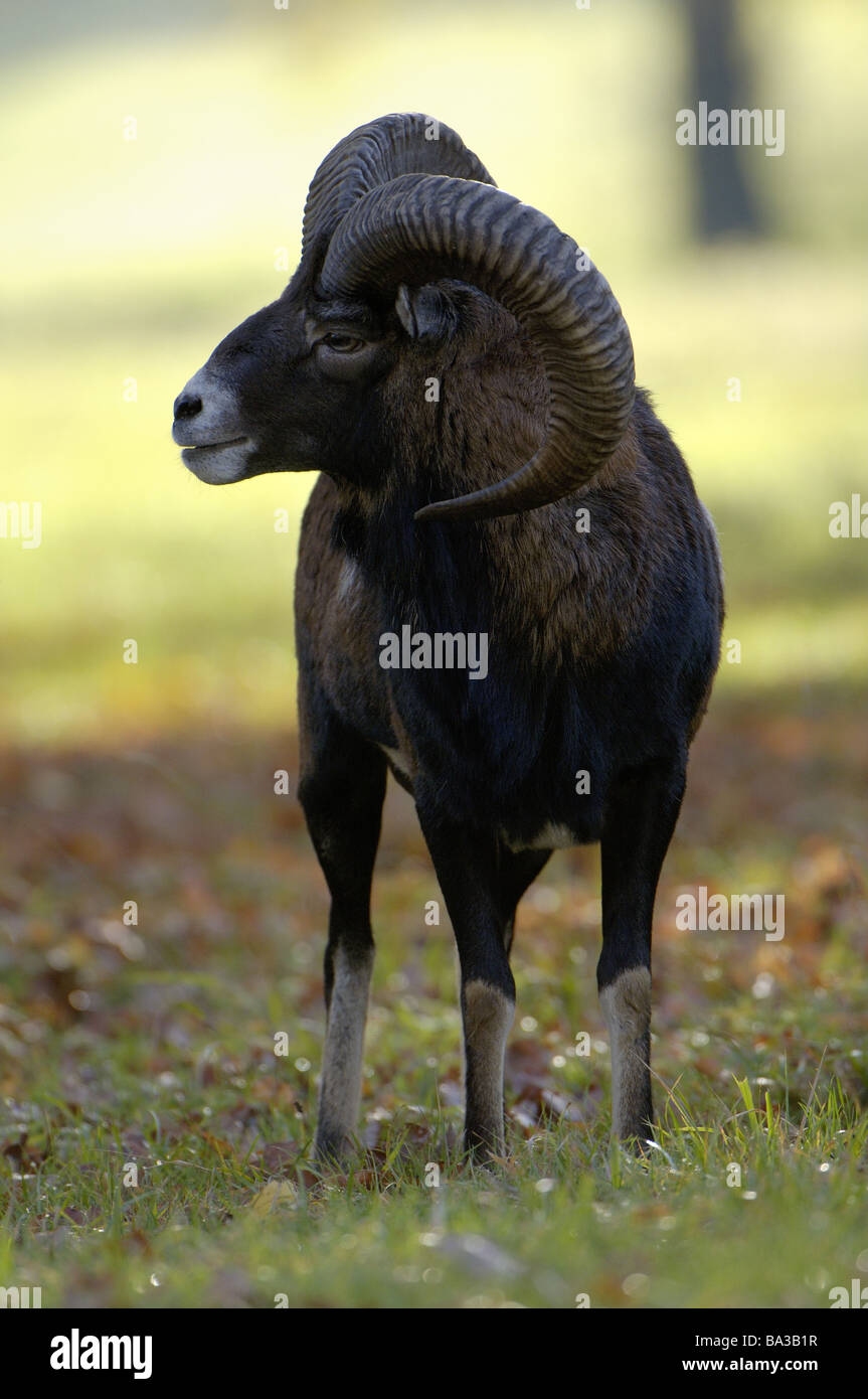 Sheep looking sideways hi-res stock photography and images - Alamy