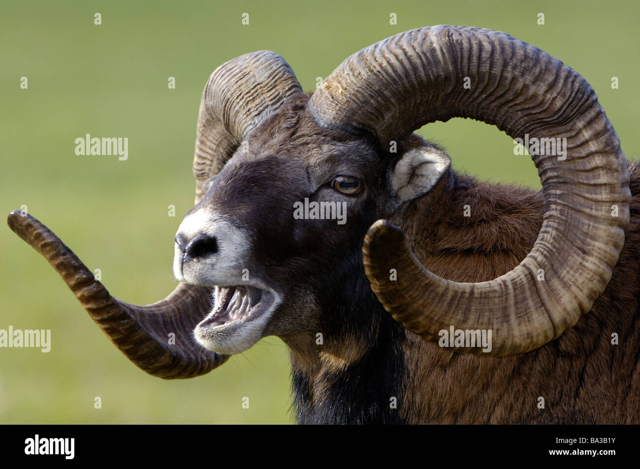 Ram Bleating High Resolution Stock Photography and Images - Alamy