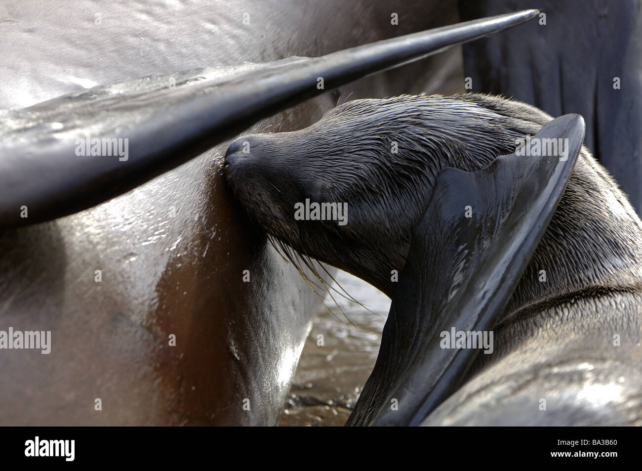 Common seal fins hi-res stock photography and images - Alamy