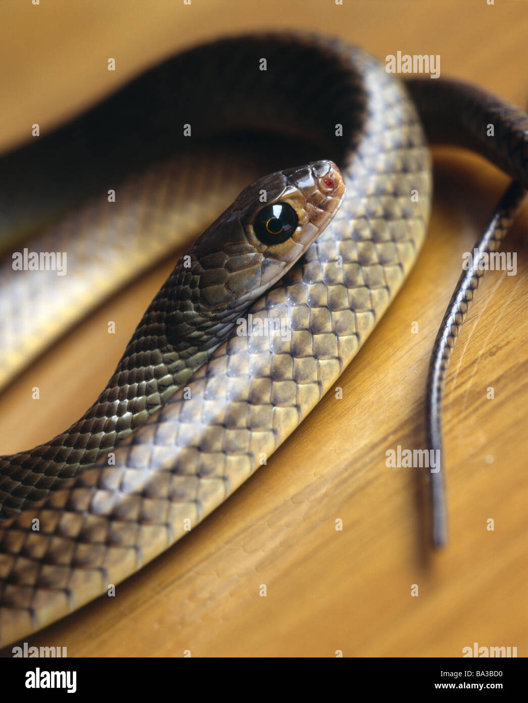 Snake rolls hi-res stock photography and images - Alamy