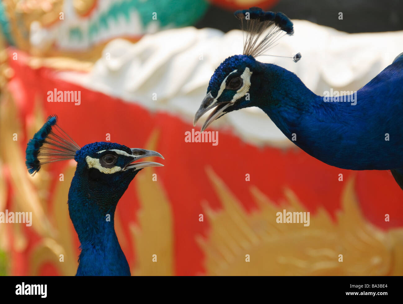 Peacocks china hi-res stock photography and images - Alamy
