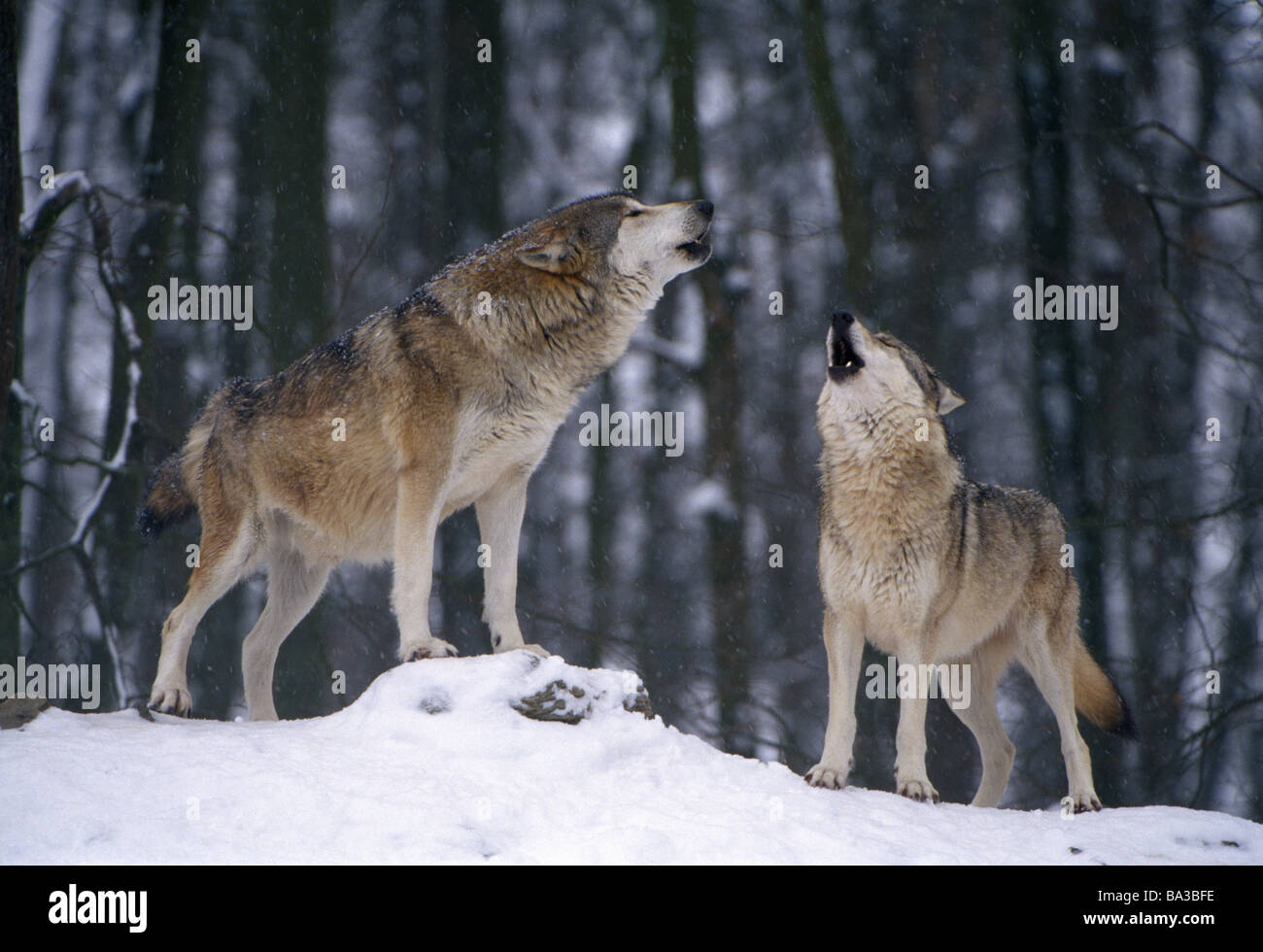 Crying wolf hi-res stock photography and images - Alamy
