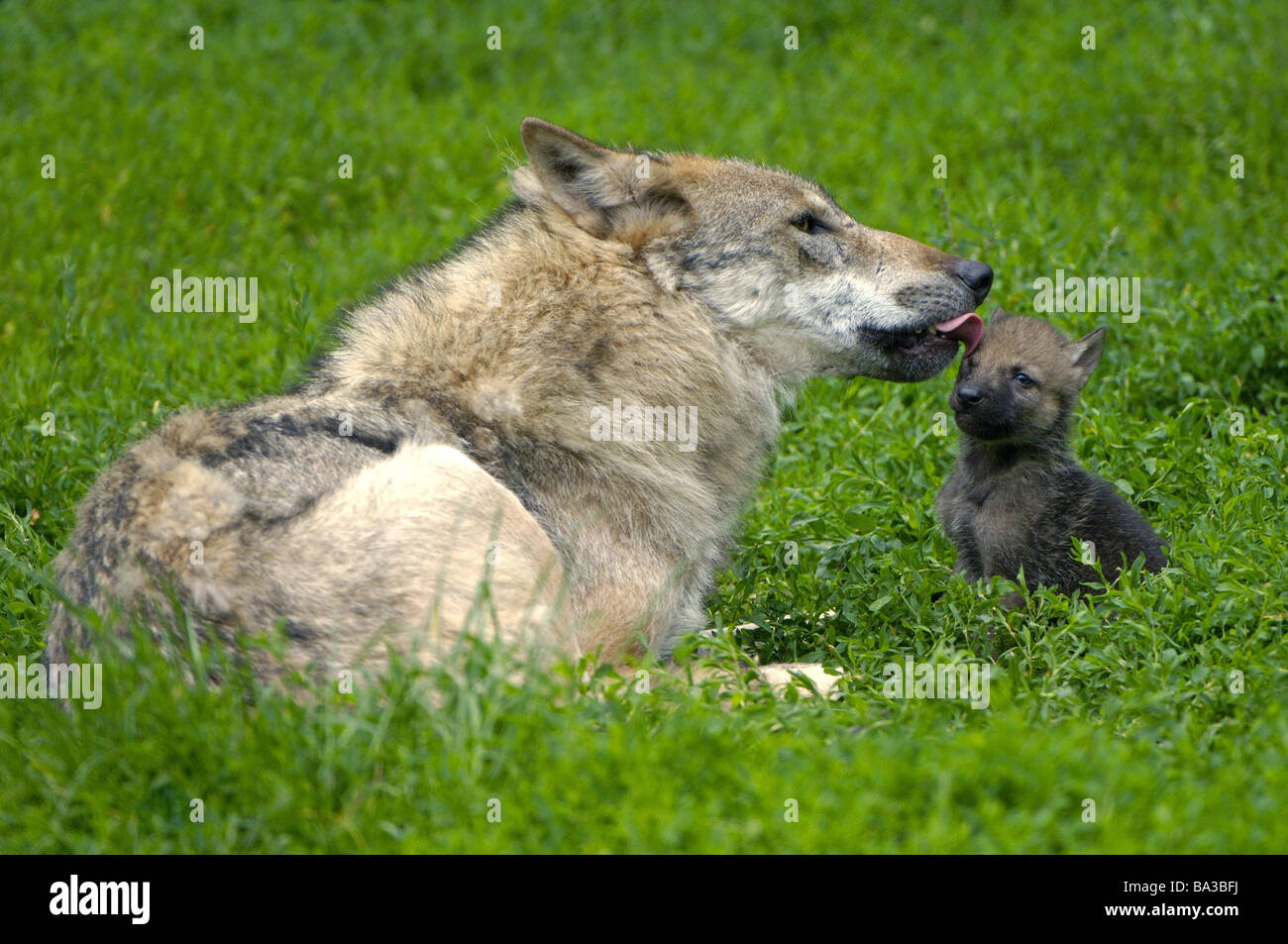 Parental instinct hi-res stock photography and images - Alamy