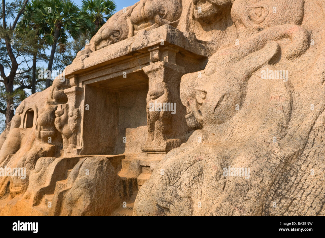 Tiger india temple hi-res stock photography and images - Alamy