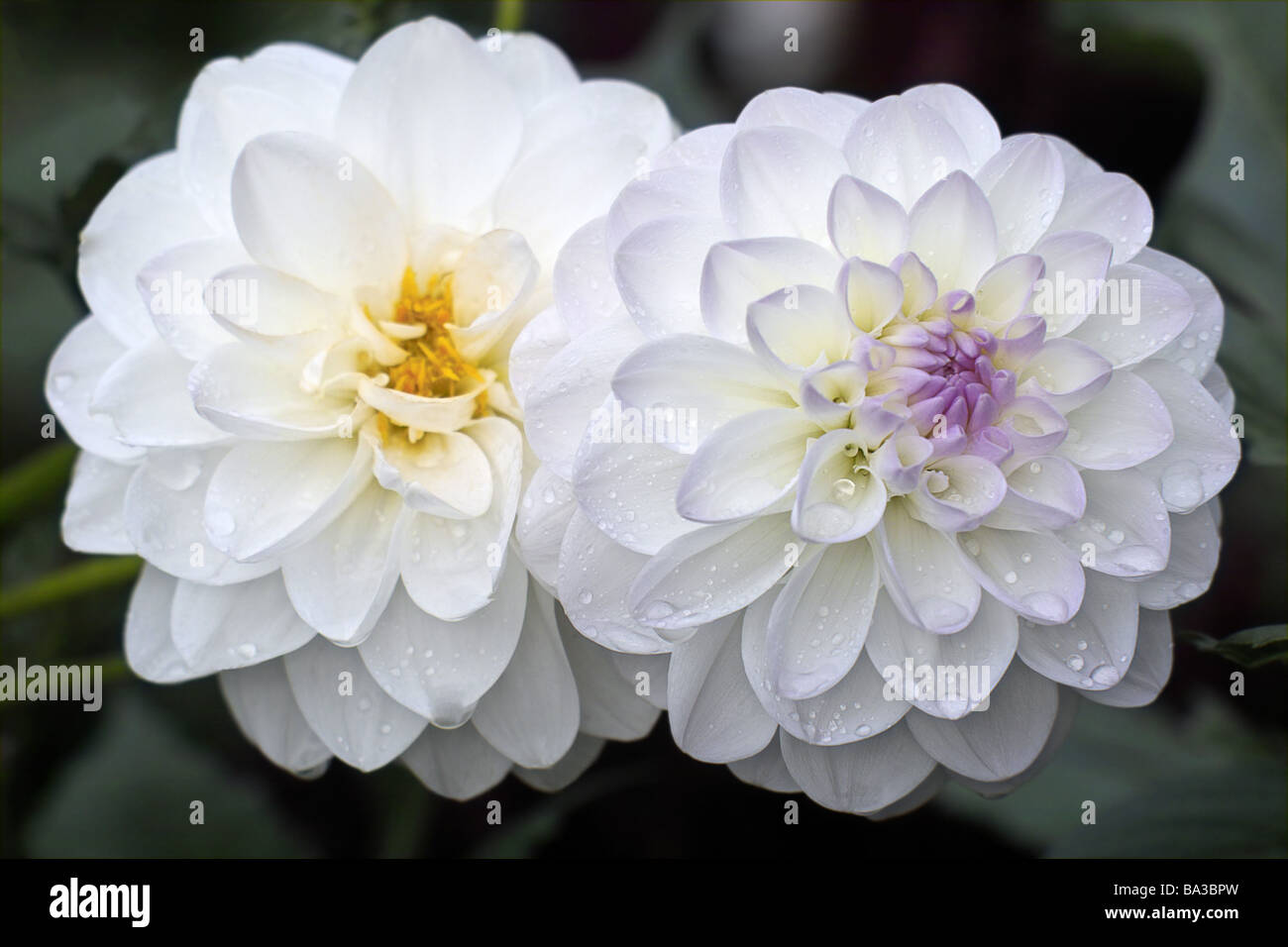 Wet dahlias hi-res stock photography and images - Alamy