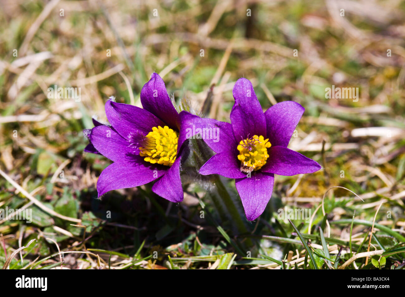 Pasqueflowers hi-res stock photography and images - Alamy