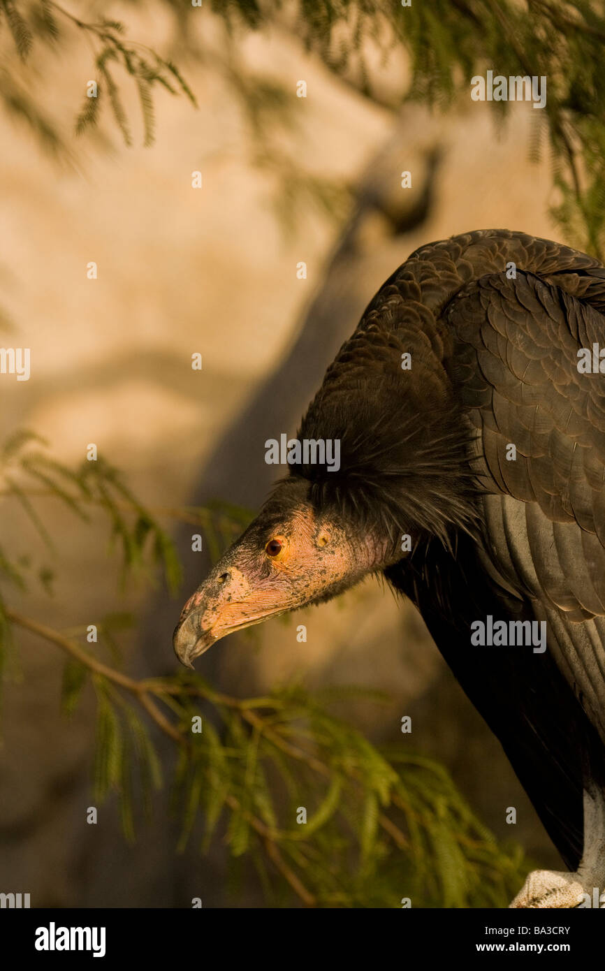 California condor tree hi-res stock photography and images - Alamy