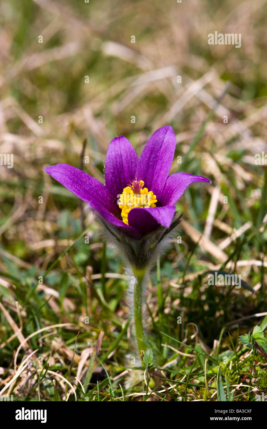 Spring pasqueflowers hi-res stock photography and images - Alamy