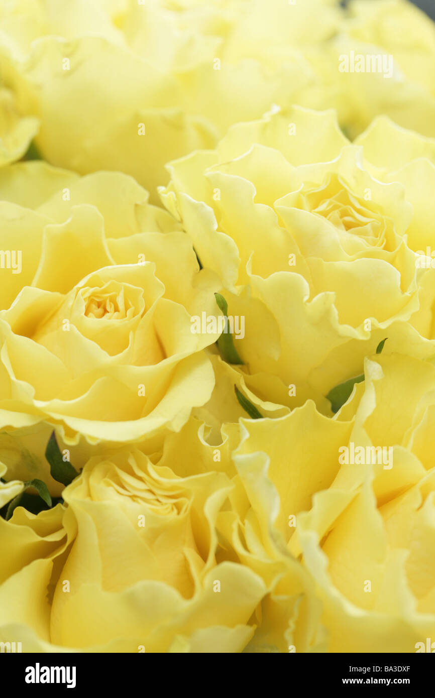 Rose-blooms yellow plants flowers Rosaceae roses breeding-roses rose ...