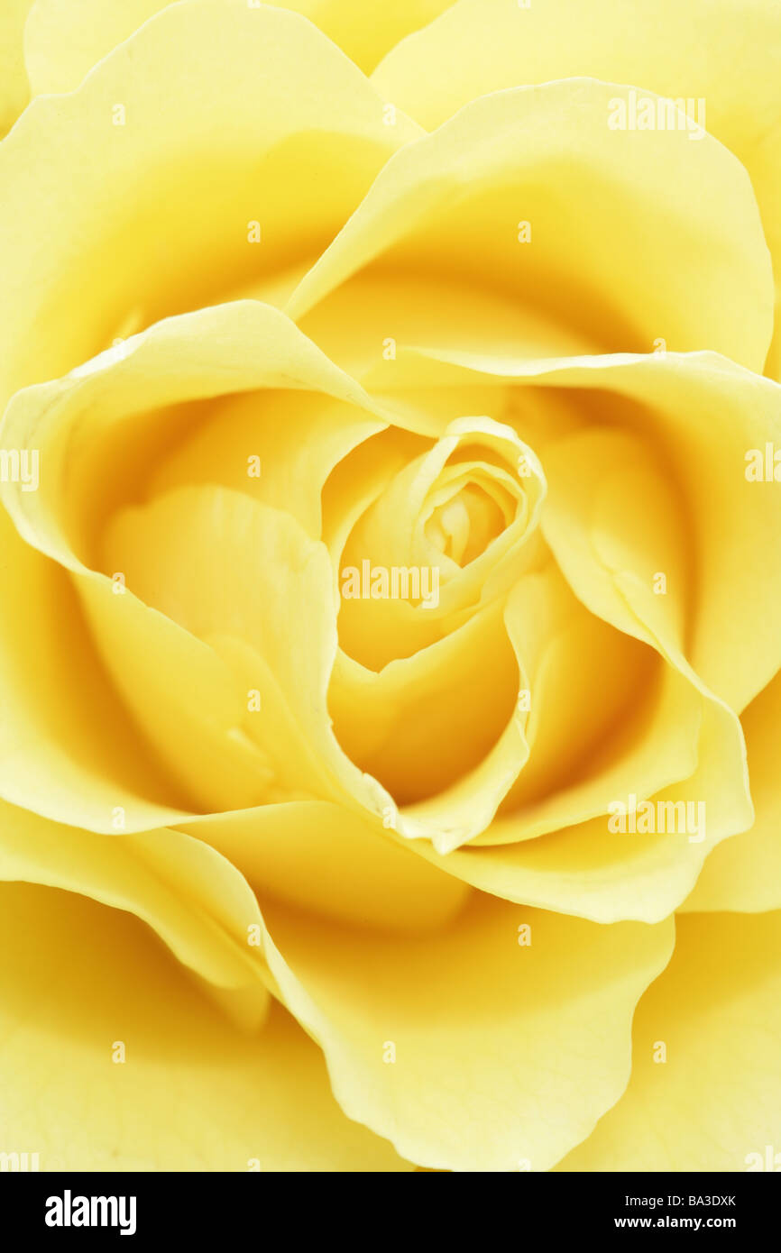 Rose-bloom yellow Close-up plants flower Rosaceae rose breeding-rose ...
