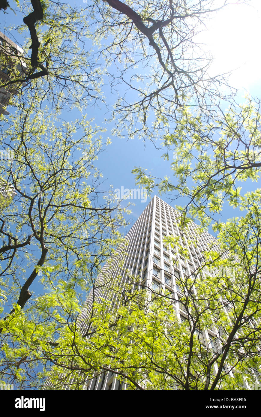 USA Chicago park foliage-trees high-rise-facade detail from below back ...