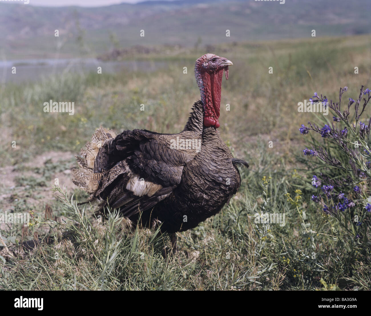 Truthühner hi-res stock photography and images - Alamy