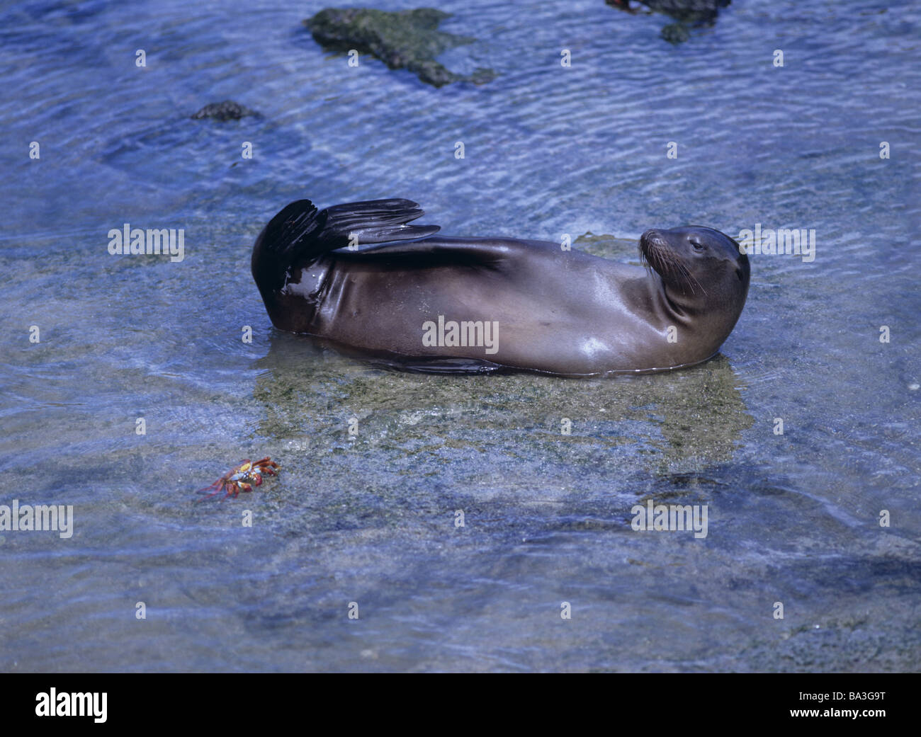 Seelowe hi-res stock photography and images - Alamy