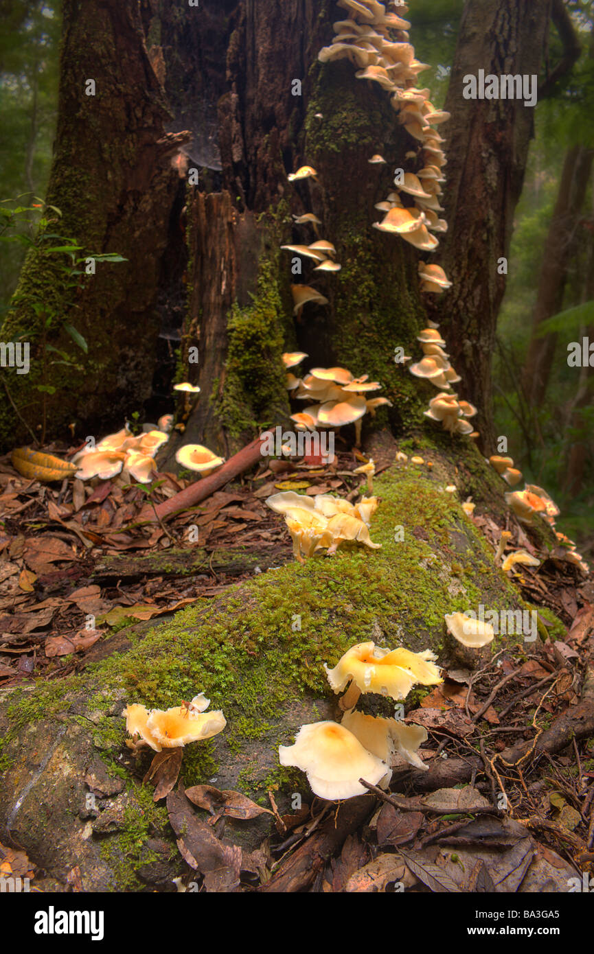 Rainforest fungi hi-res stock photography and images - Alamy