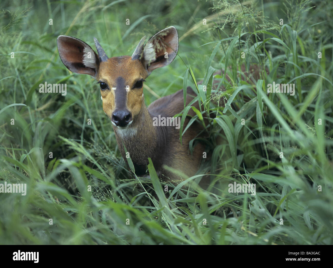 Zimbabwe wildlife bushbuck antelope hi-res stock photography and images ...