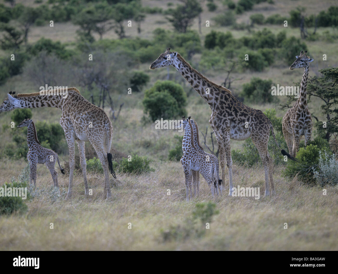 Giraffe reproduction animal hi-res stock photography and images - Alamy