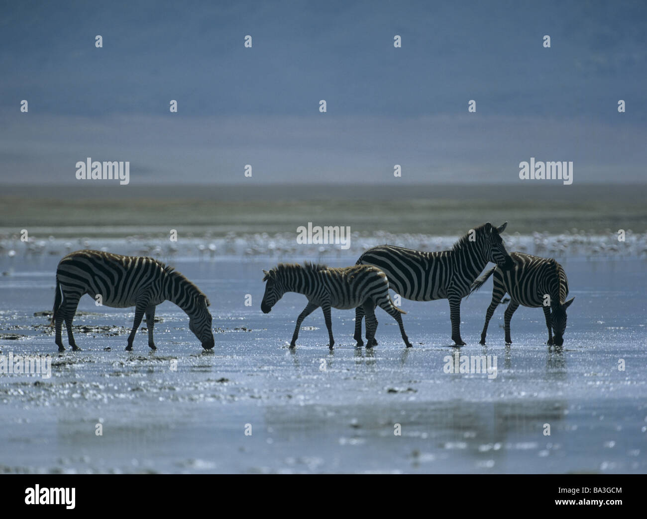 Boehms zebra hi-res stock photography and images - Alamy