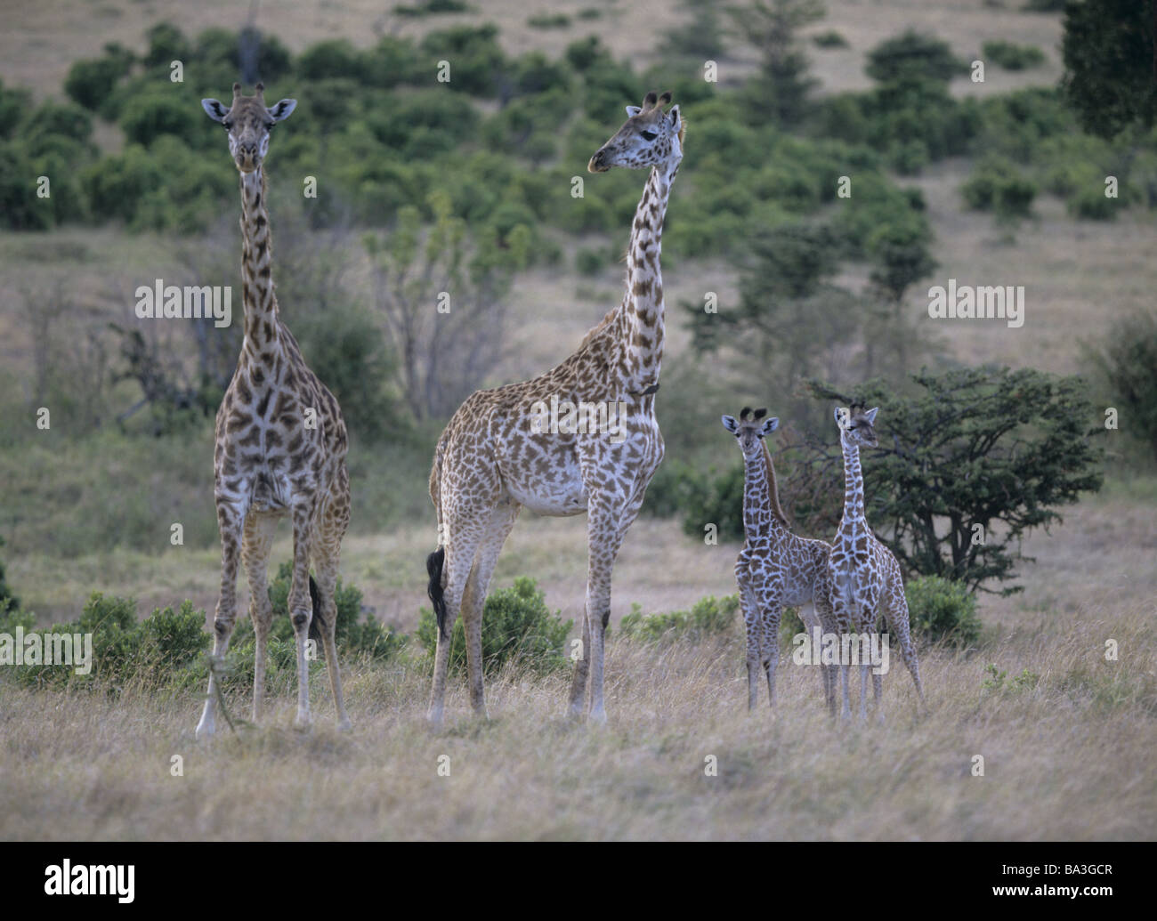 Reproduction giraffe hi-res stock photography and images - Alamy