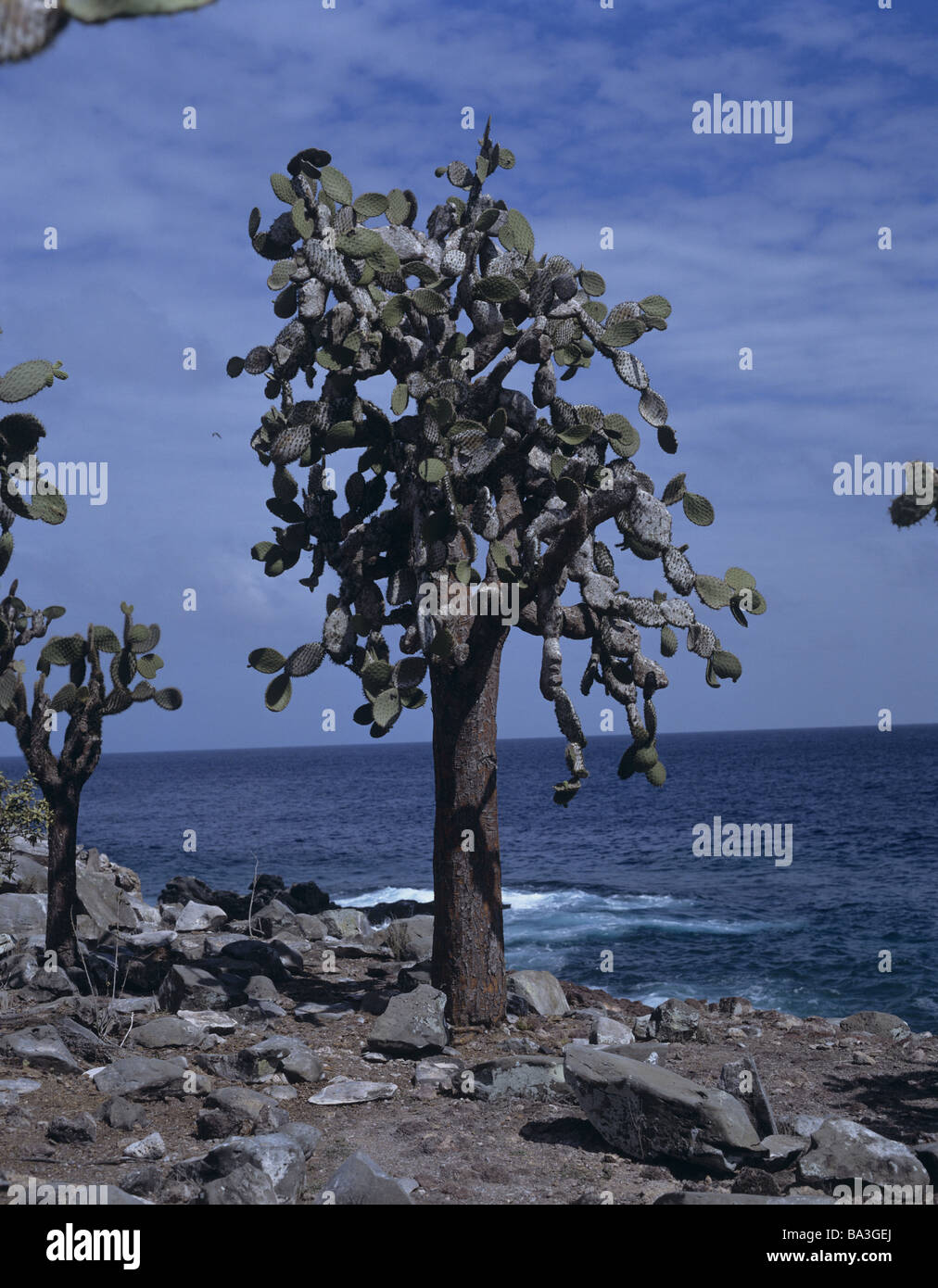 Prickly pear tree hi-res stock photography and images - Alamy