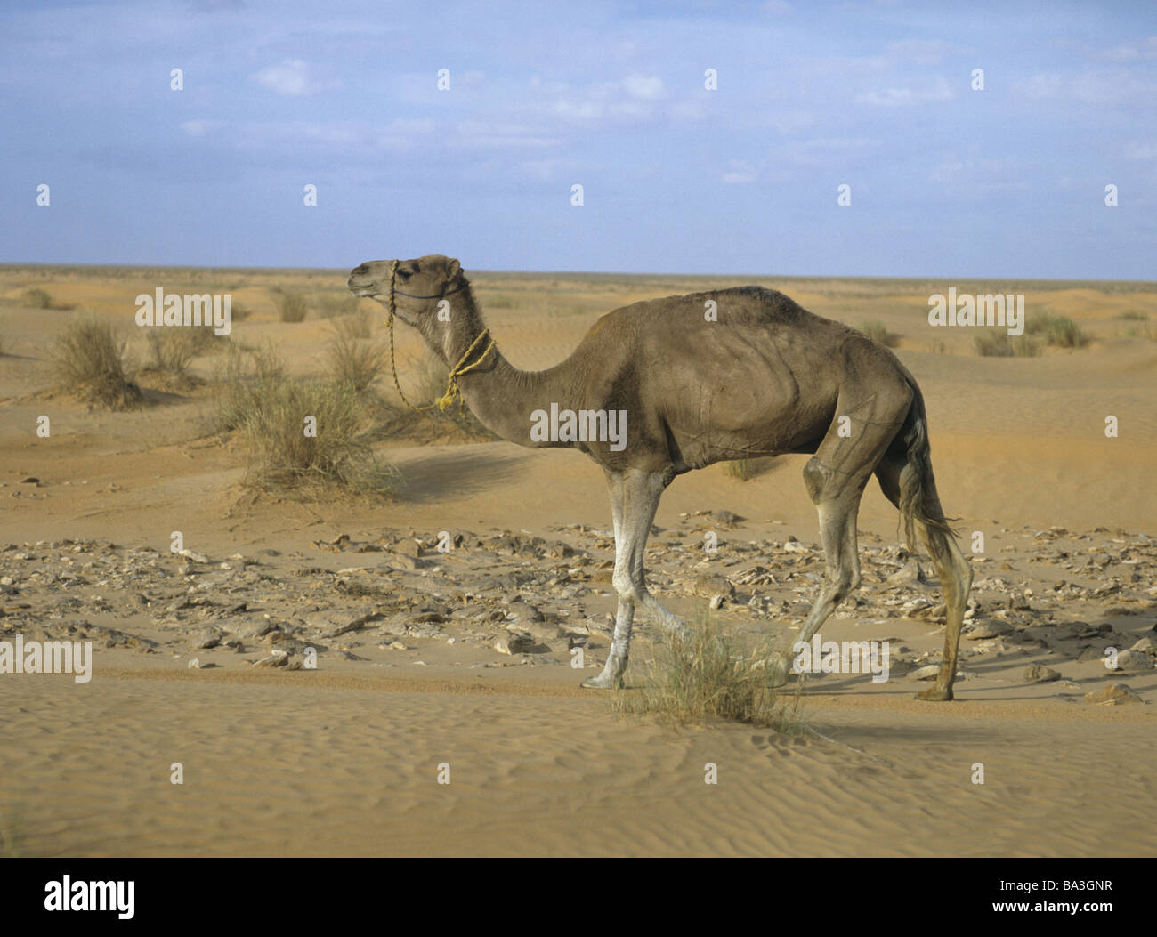 Camel halters hi-res stock photography and images - Alamy