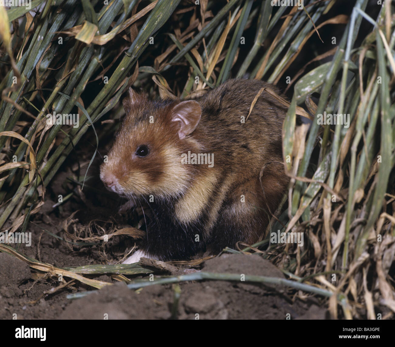 Feld hamster hi-res stock photography and images - Alamy