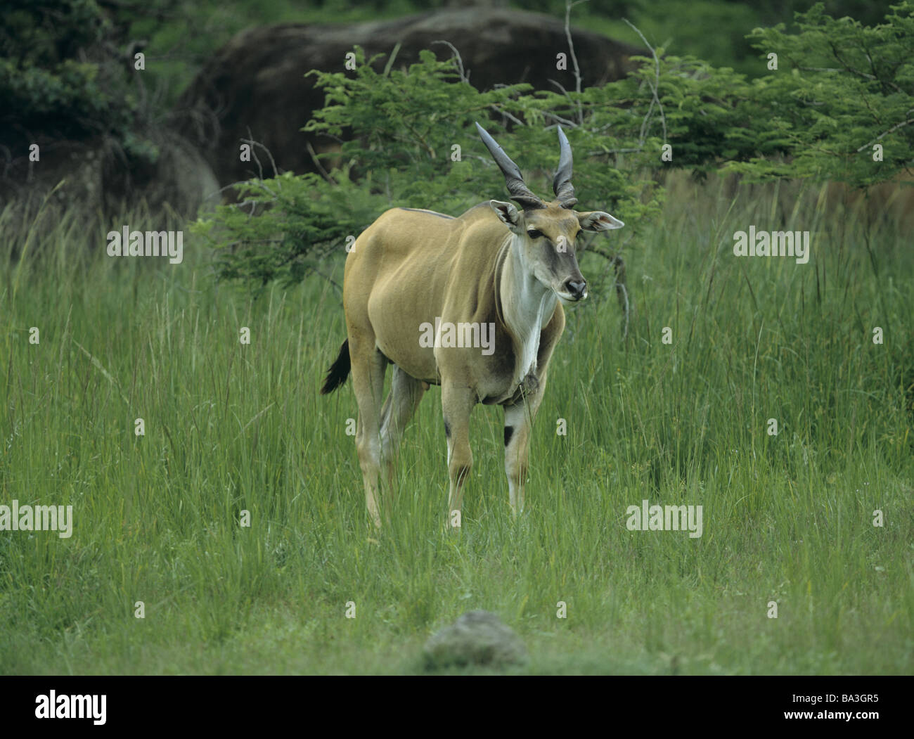 Elenantilope hi-res stock photography and images - Alamy