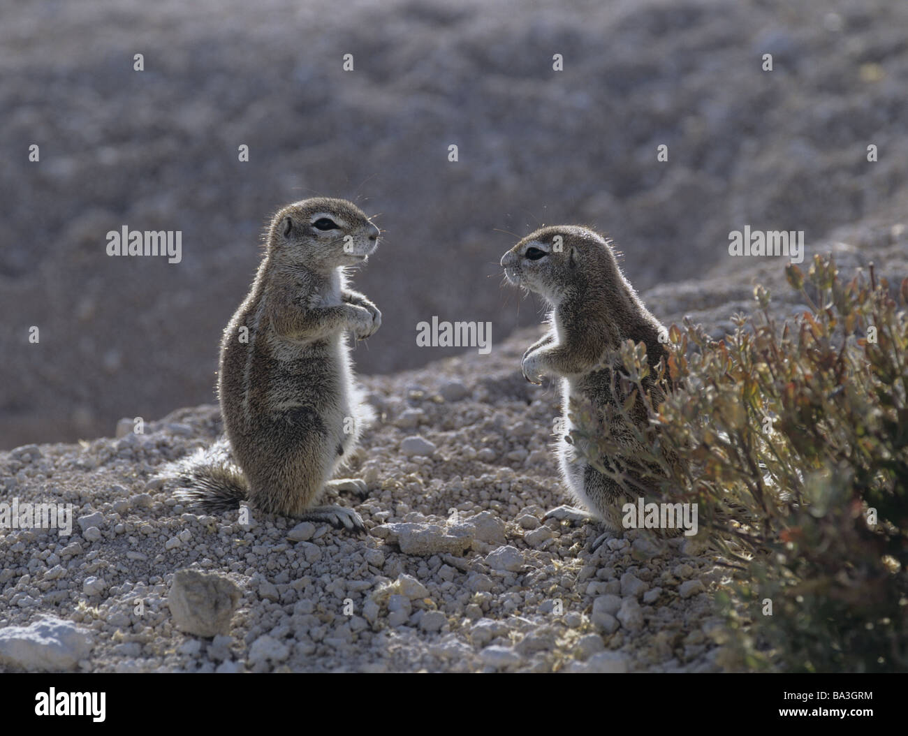 Gopher face hi-res stock photography and images - Alamy
