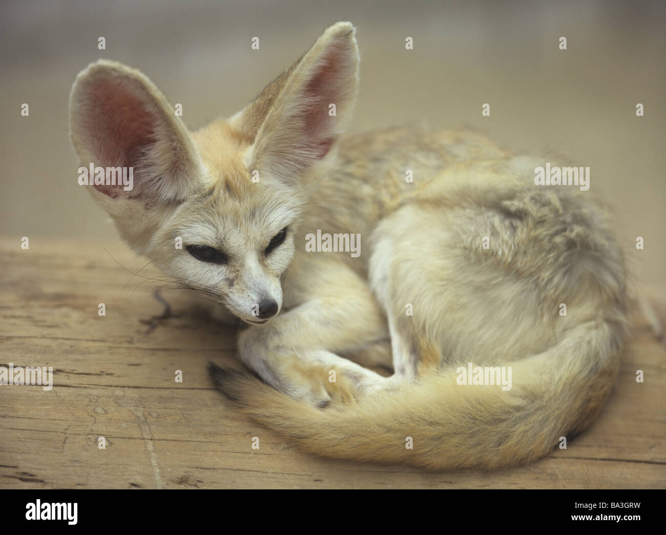 Fenek hi-res stock photography and images - Alamy