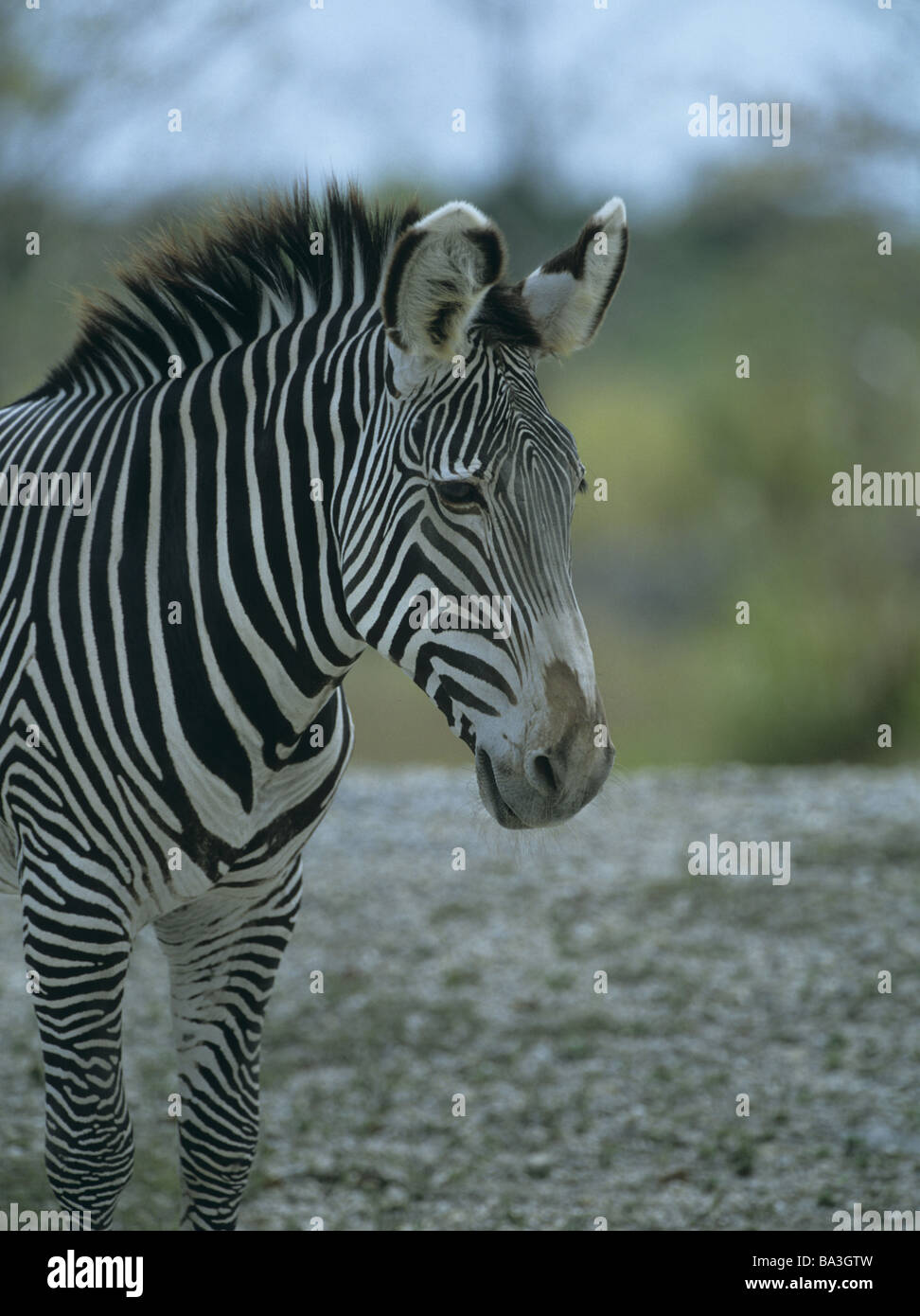 Stripy zebra hi-res stock photography and images - Alamy