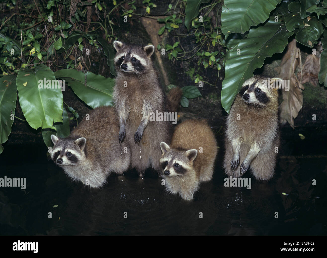 Group of raccoons hi-res stock photography and images - Alamy
