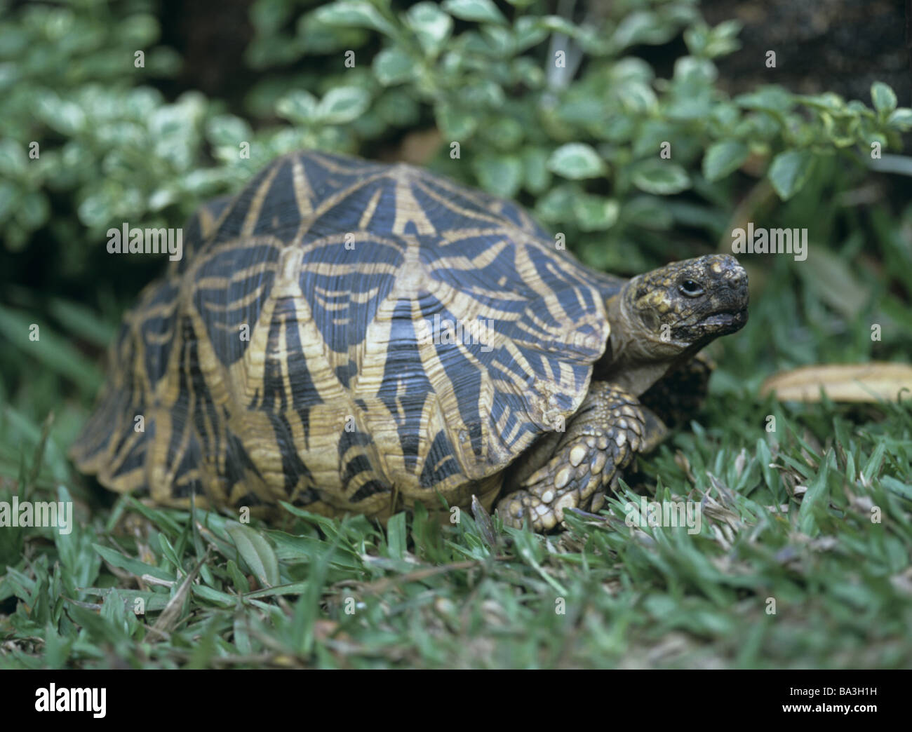 Testudo Elegans High Resolution Stock Photography and Images - Alamy