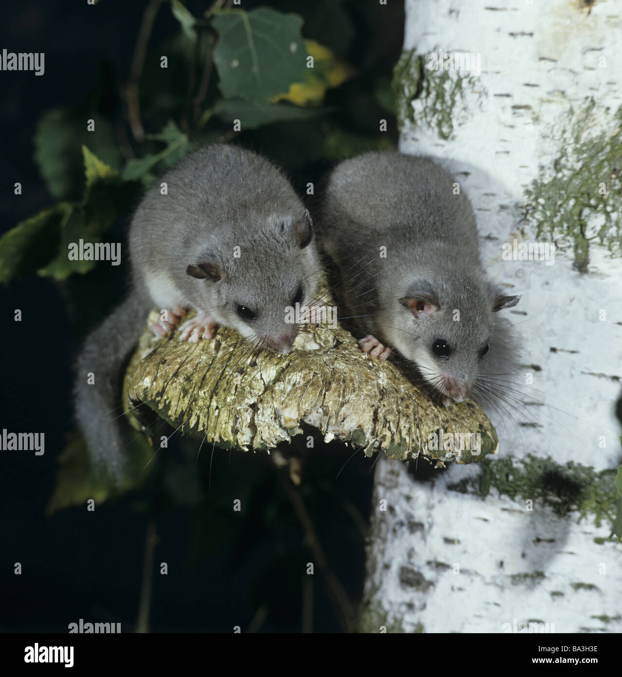 Birch Mouse High Resolution Stock Photography and Images - Alamy