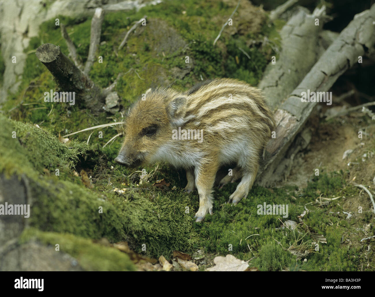 Frischling hi-res stock photography and images - Alamy