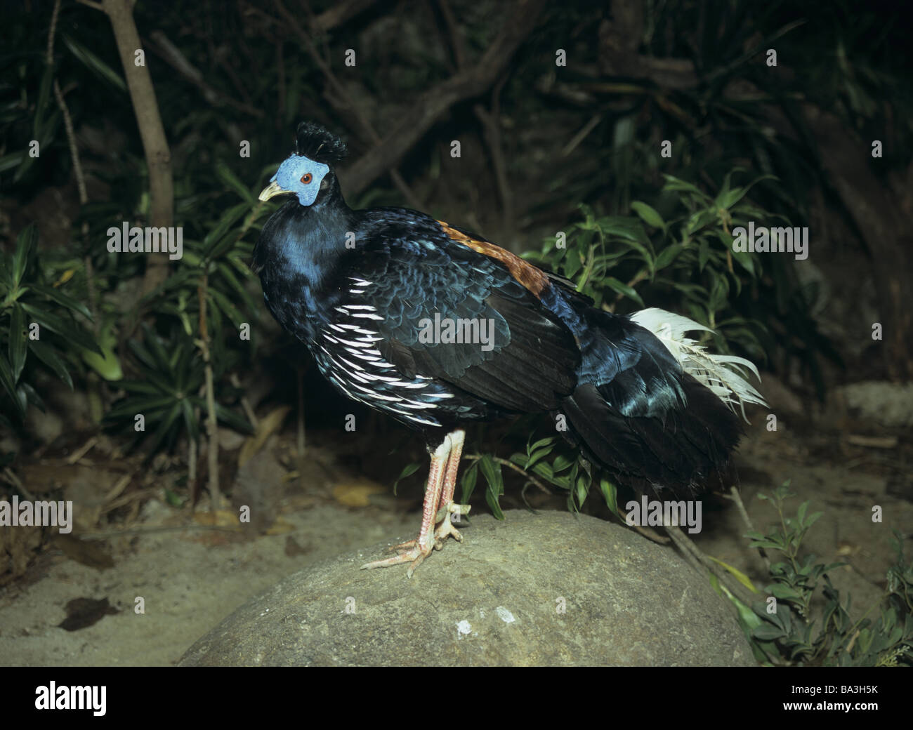 Crested fireback pheasant hi-res stock photography and images - Alamy