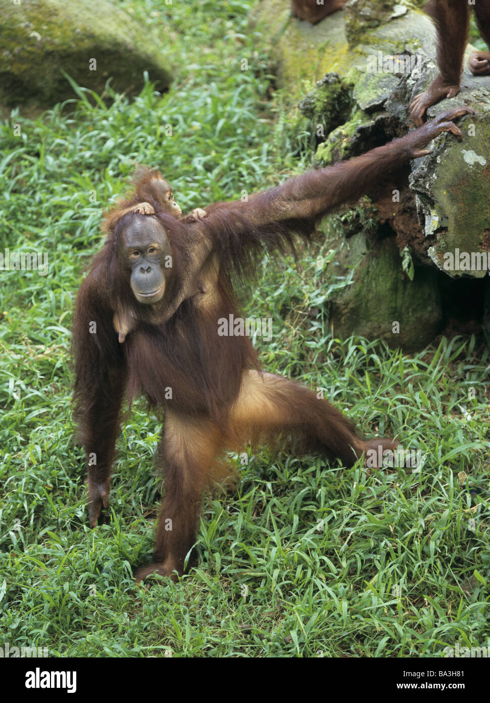 Orangutan stand hi-res stock photography and images - Alamy