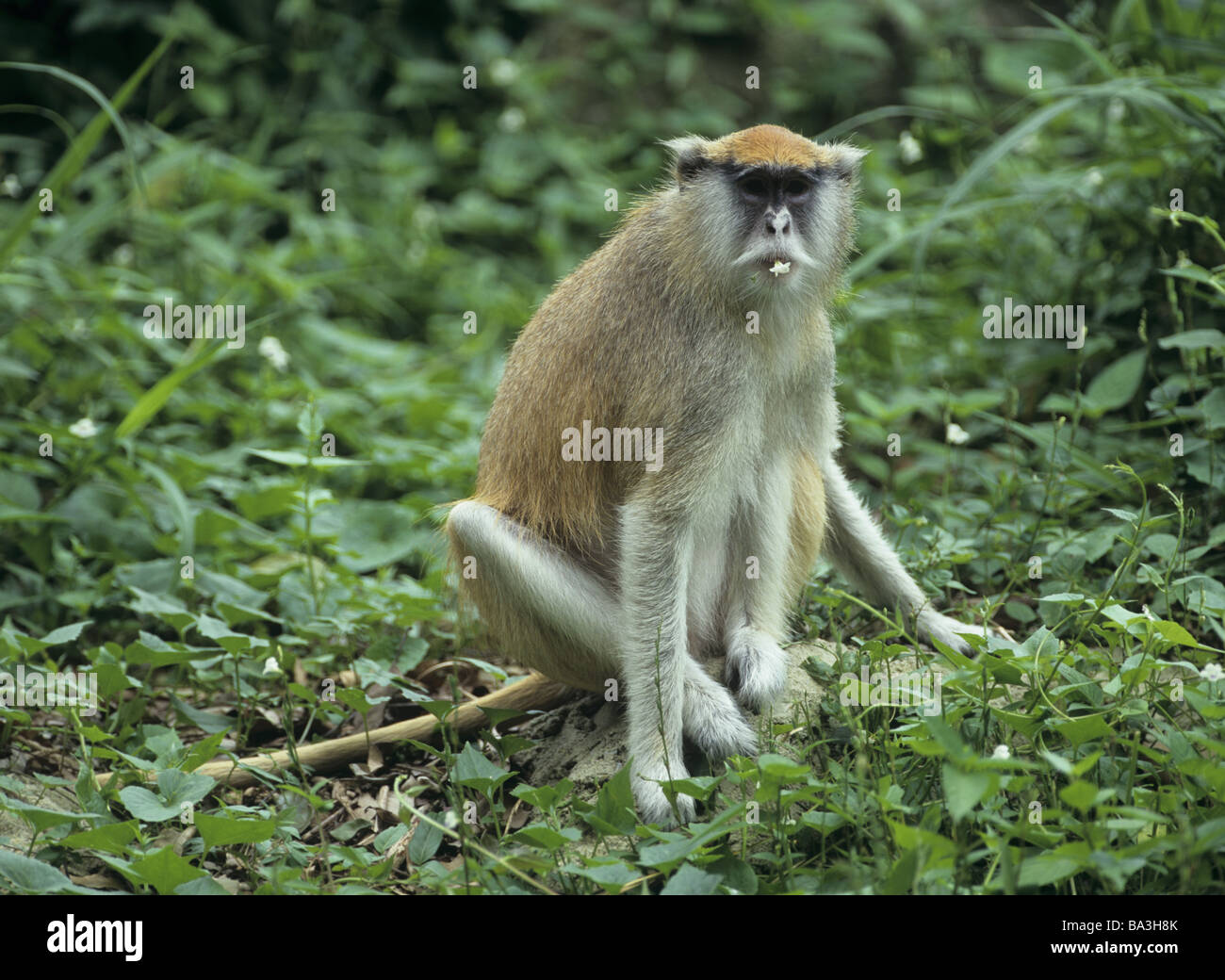 Monkey in asia hi-res stock photography and images - Alamy