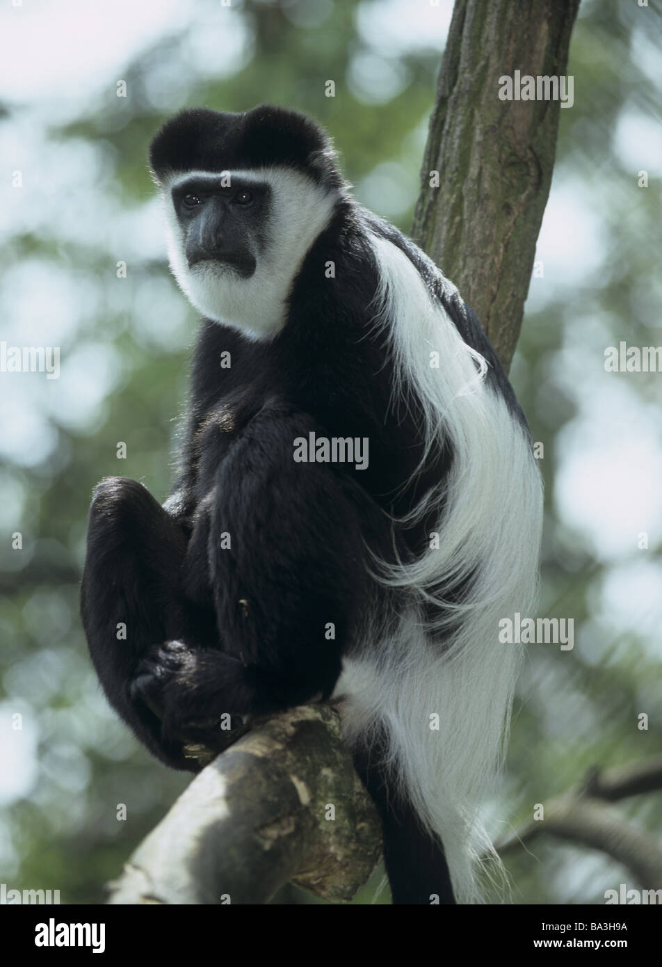 Colobus abyssinicus hi-res stock photography and images - Alamy