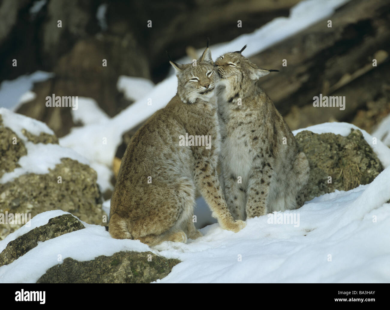 Lynx snow licking hi-res stock photography and images - Alamy