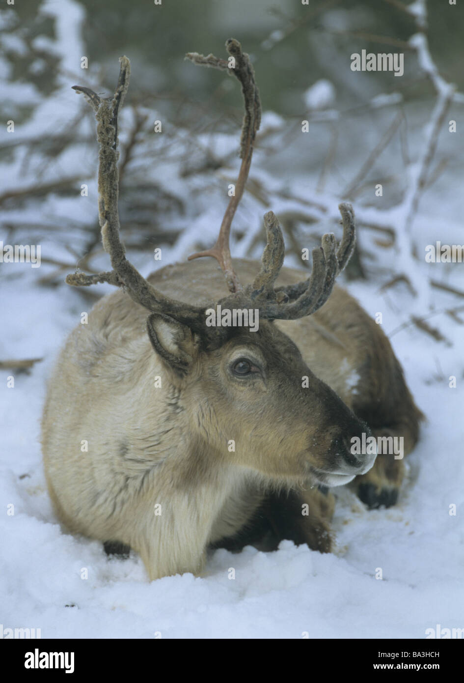 Reideer hi-res stock photography and images - Alamy