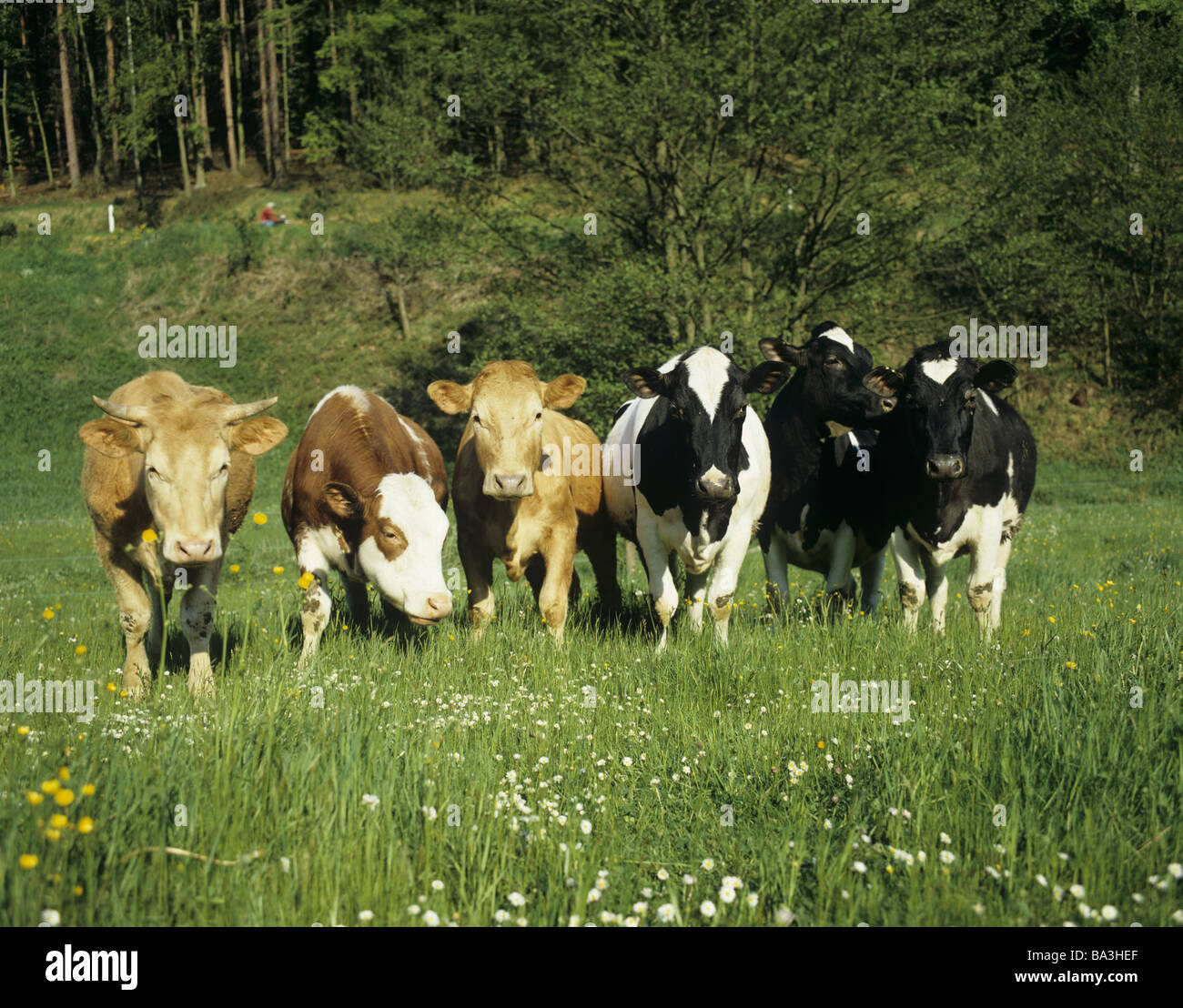 House cows hi-res stock photography and images - Alamy