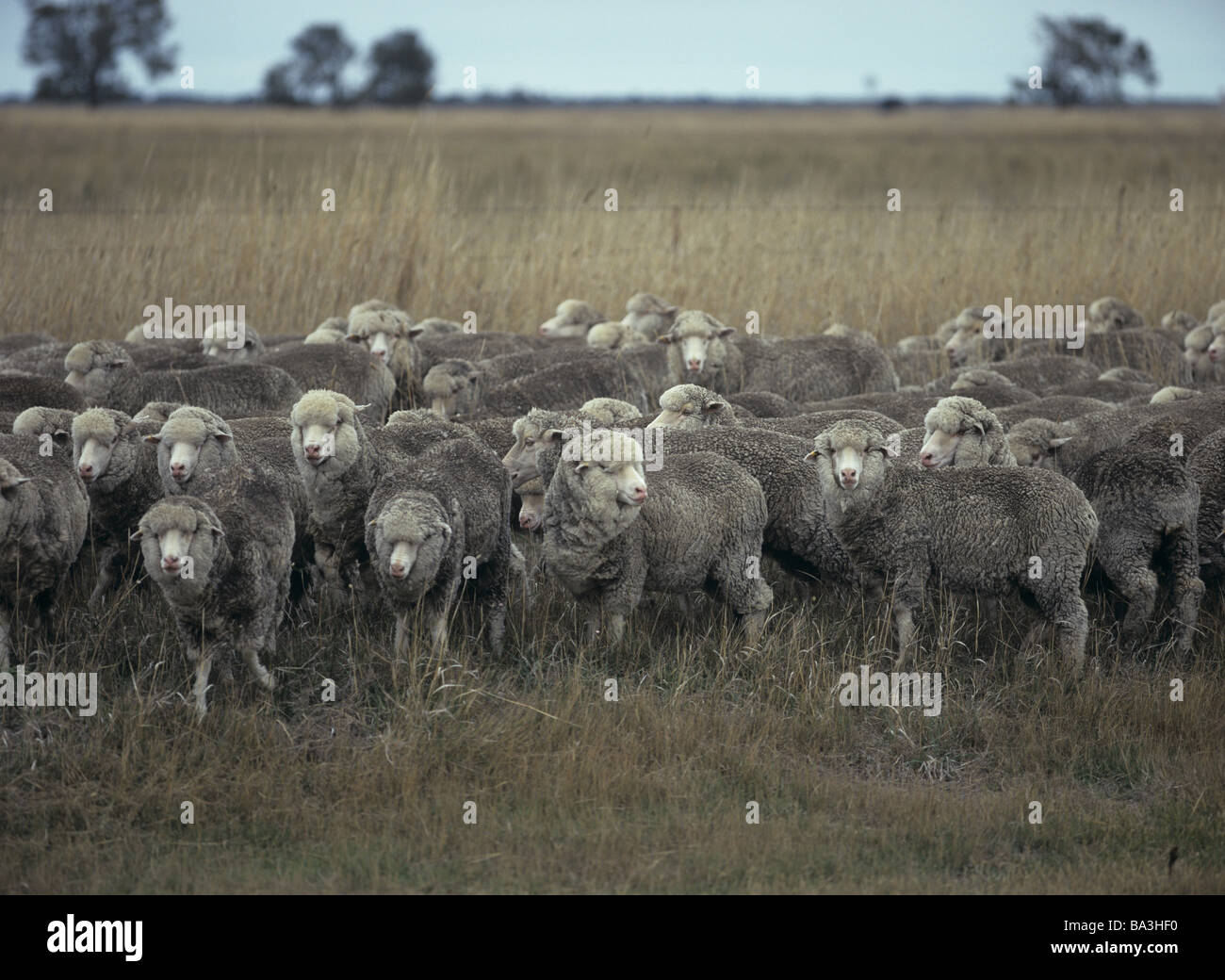 Merino landschaf animal hi-res stock photography and images - Alamy