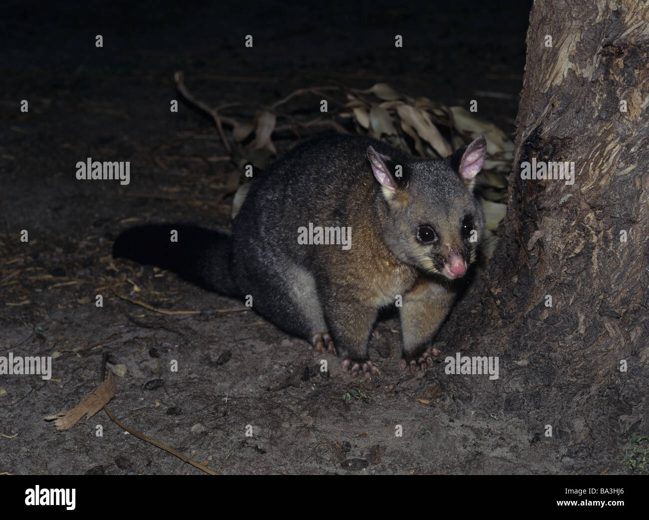 Phalanger hi-res stock photography and images - Alamy