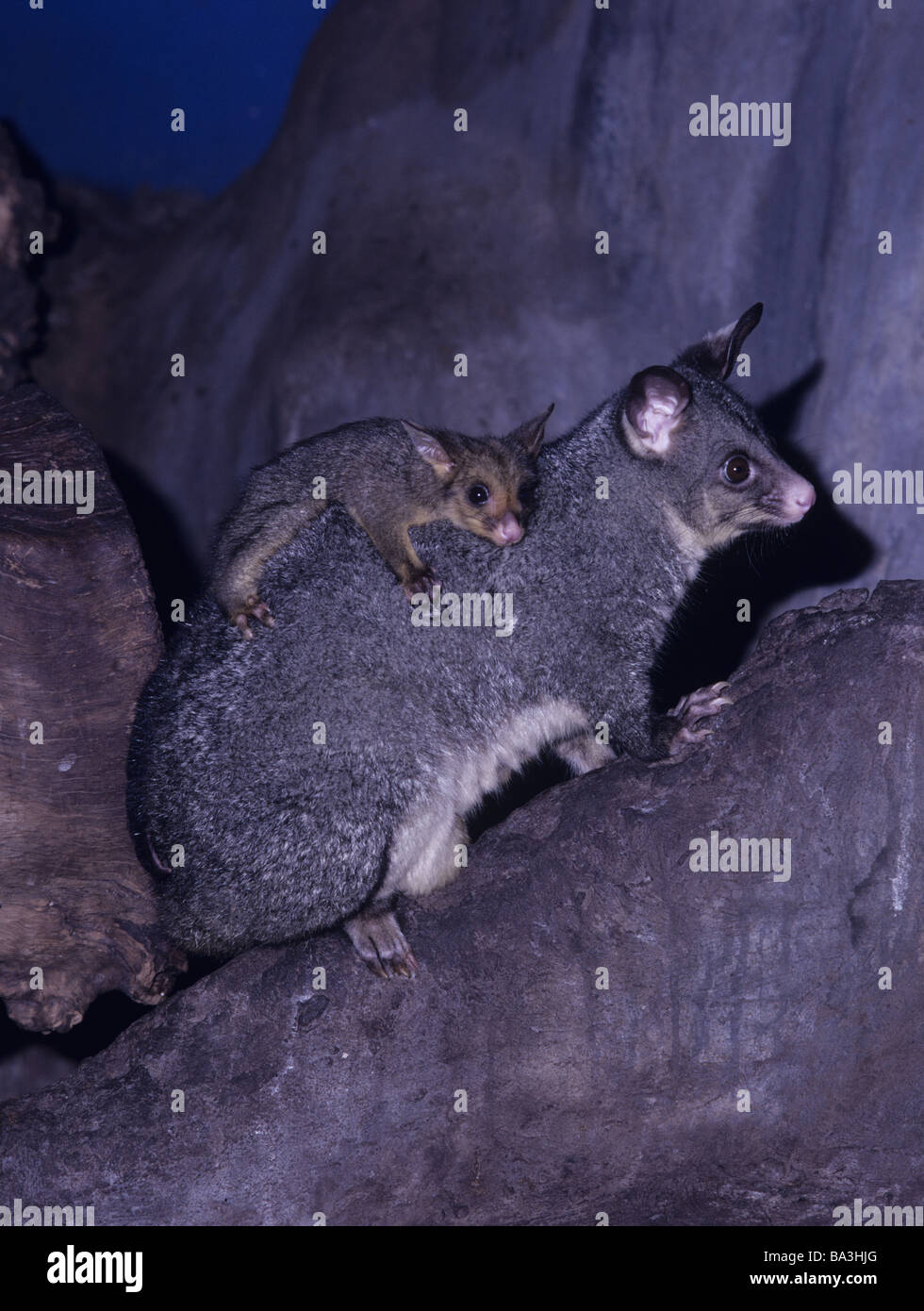 Phalanger hi-res stock photography and images - Alamy