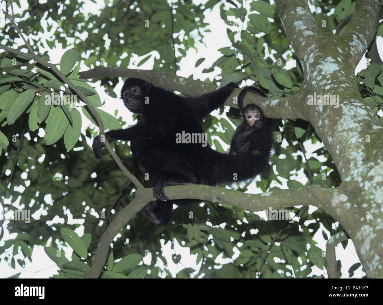 Klammeraffe hi-res stock photography and images - Alamy